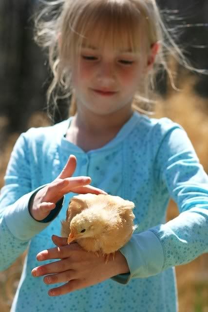 Chicken gives a cuddle? | Page 5 | BackYard Chickens - Learn How to ...