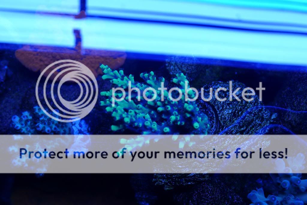 SPS Spotlight: Candlelight Acro | Reef2Reef