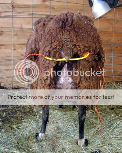 Always Learning New Tricks | On the Shores of Carpenter Creek