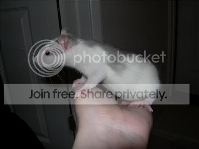 SE England - Male Fancy Rats For Sale | Reptile Forums