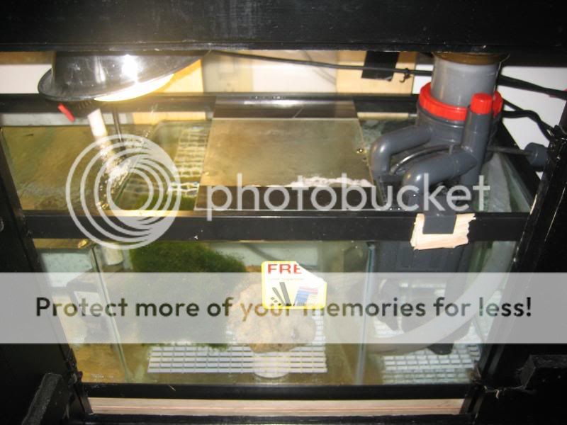 live rock rubble in sump/fuge? - Reef Central Online Community