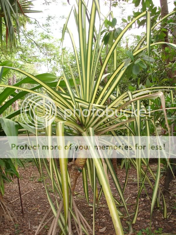 Garden Colour - TROPICAL LOOKING PLANTS - Other Than Palms - PalmTalk