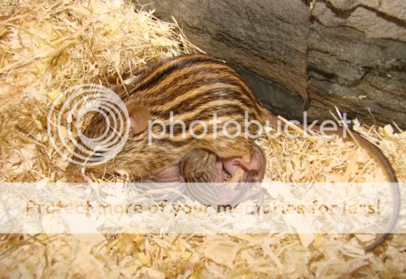 7 zebra/striped grass mice | Reptile Forums