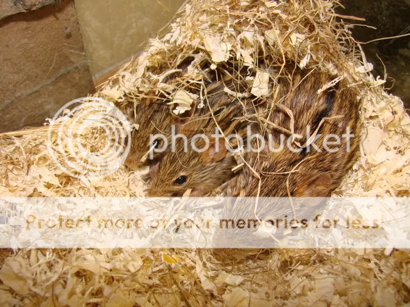 7 zebra/striped grass mice | Reptile Forums