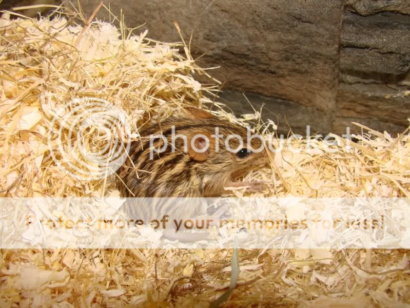 7 zebra/striped grass mice | Reptile Forums