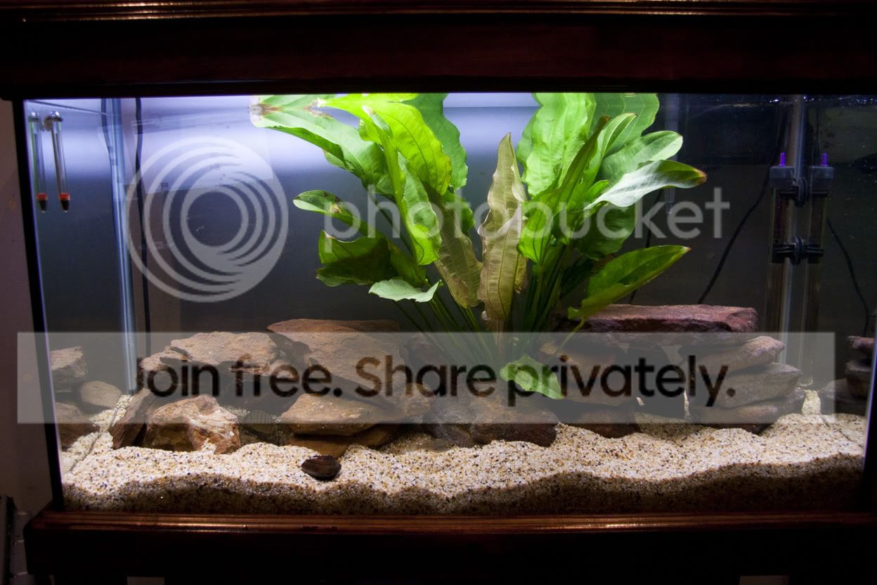 New Australian Native Tank - Pics :) | MonsterFishKeepers.com